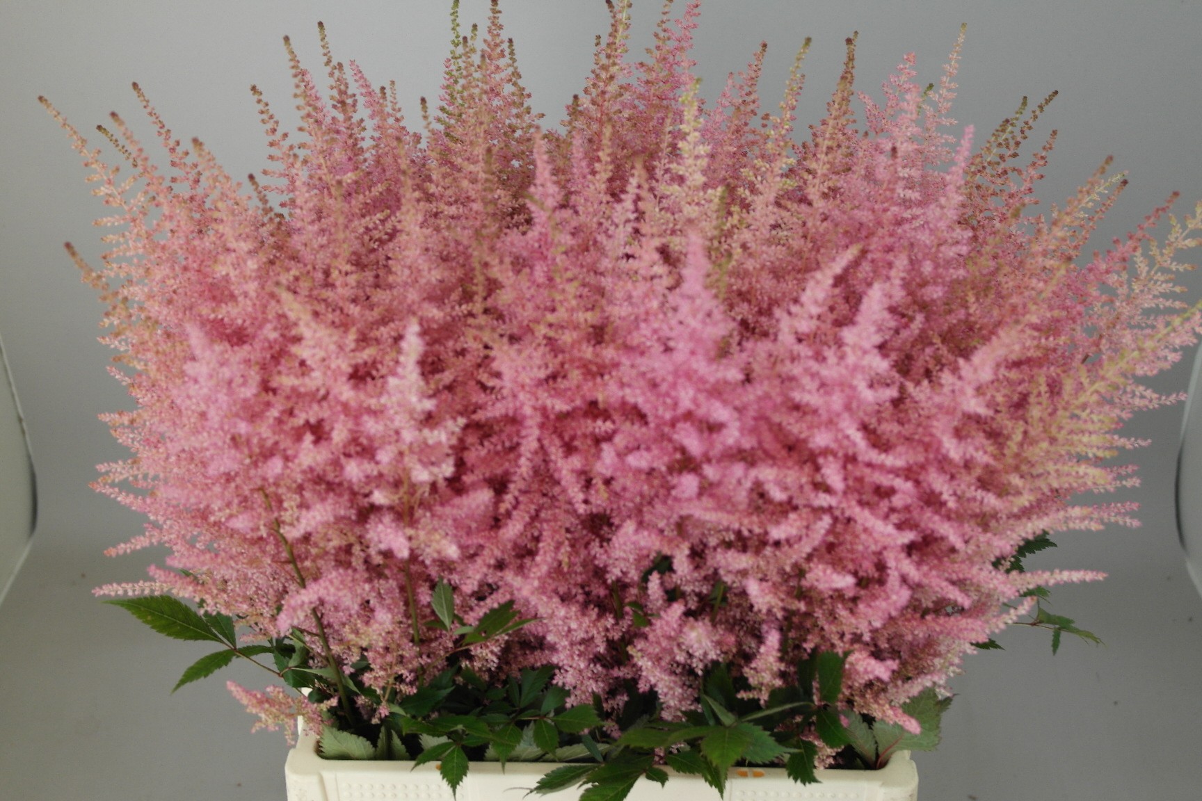 Цветочная культура