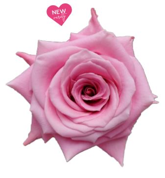 Цветочная культура