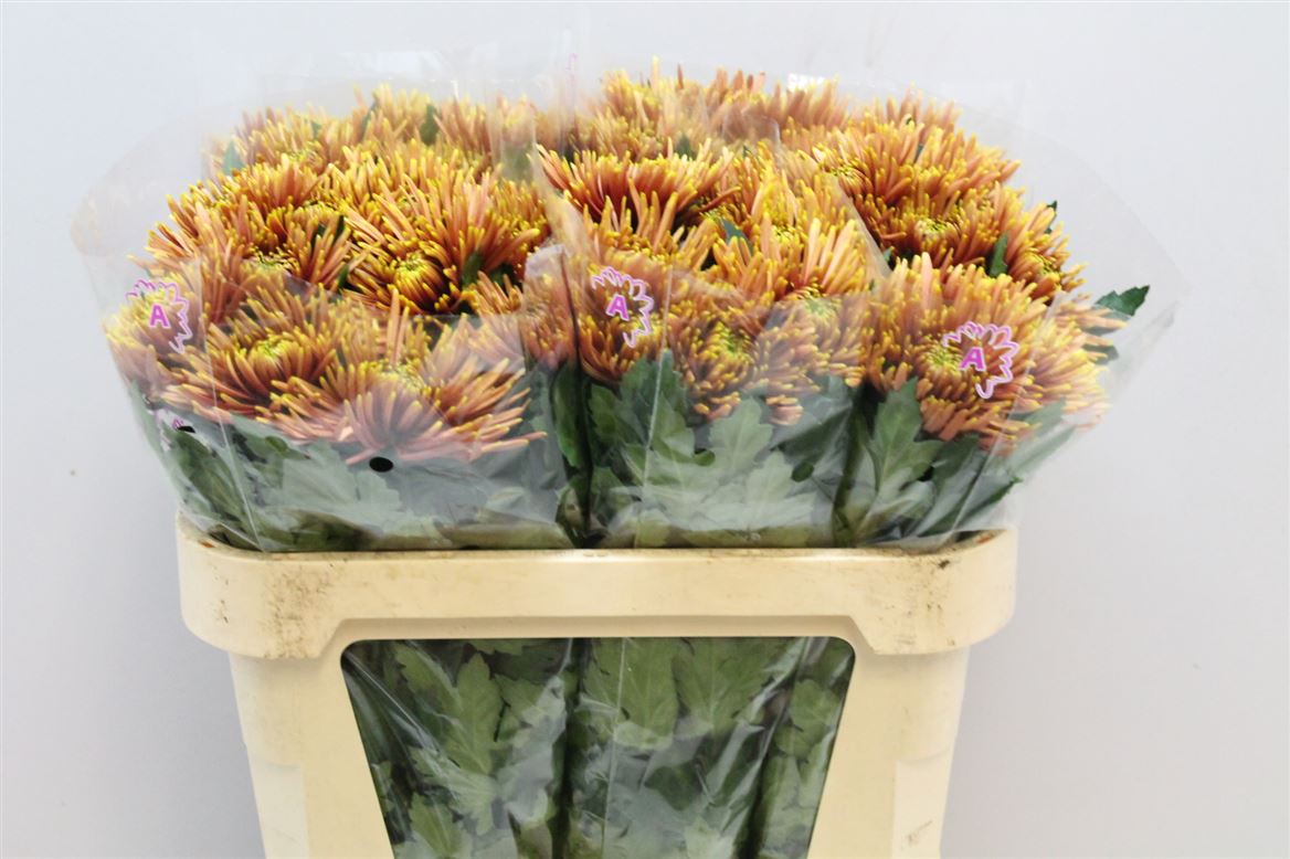 Цветочная культура