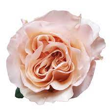 Цветочная культура