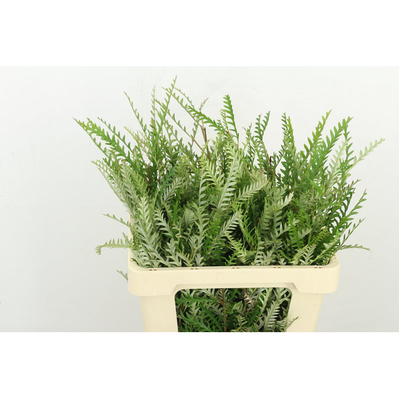 Цветочная культура