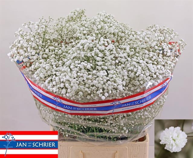 Цветочная культура