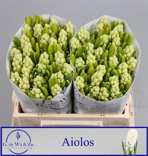 Цветочная культура