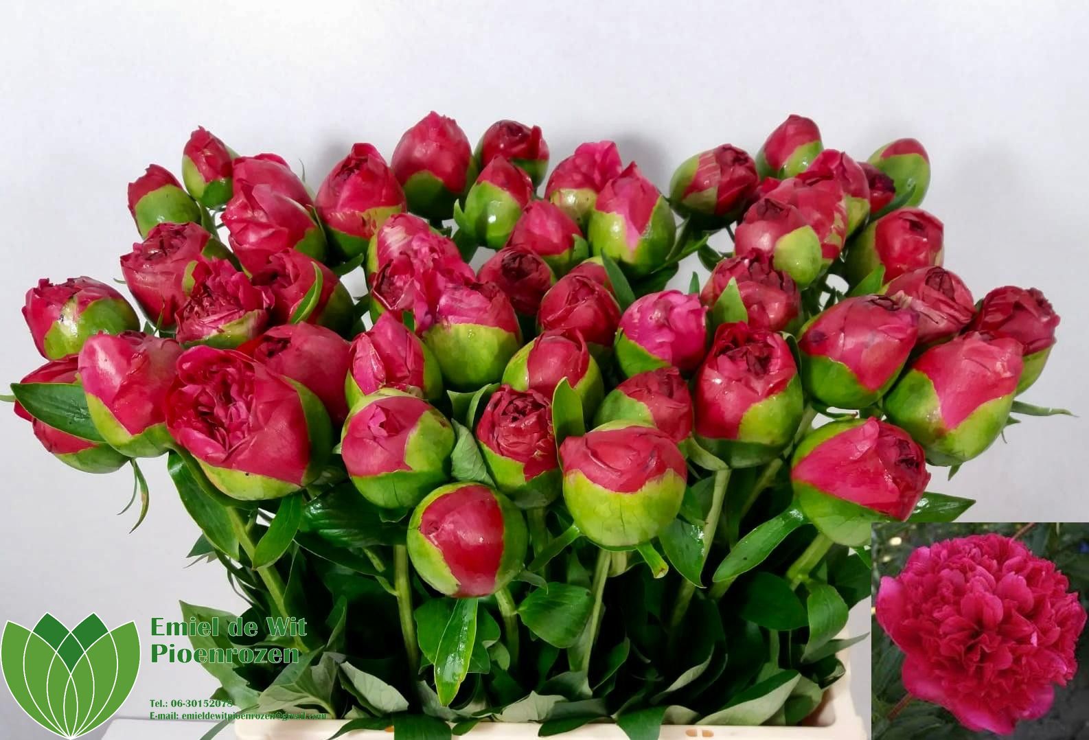 Цветочная культура