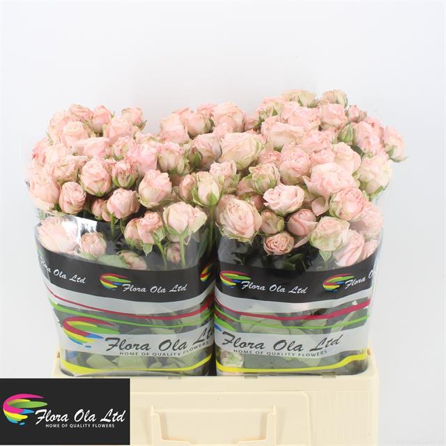 Цветочная культура