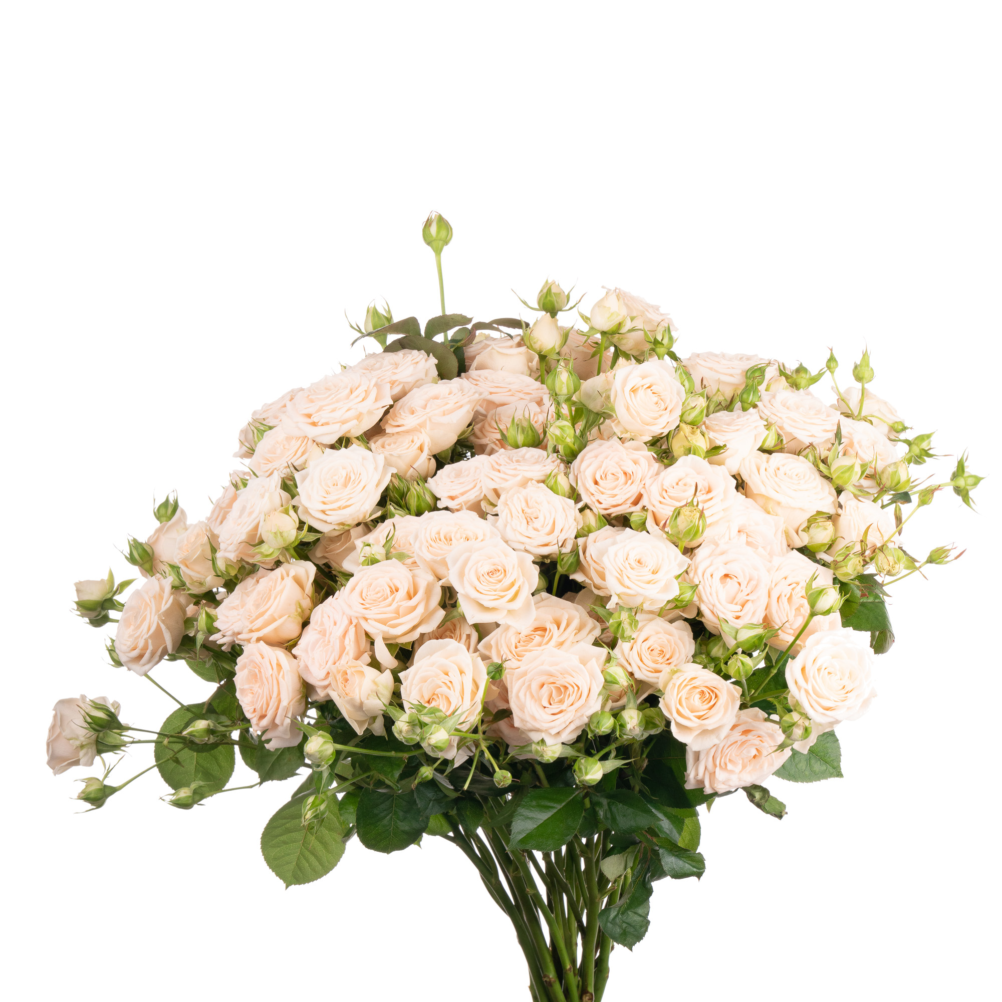 Цветочная культура