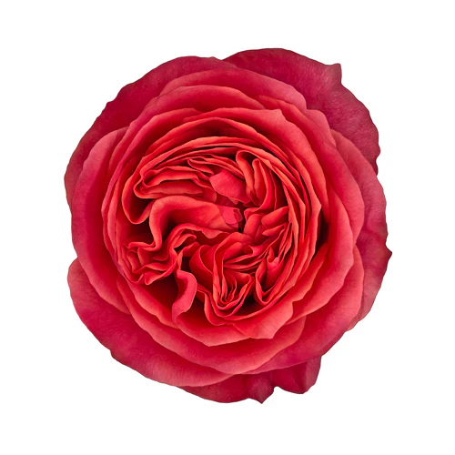 Цветочная культура